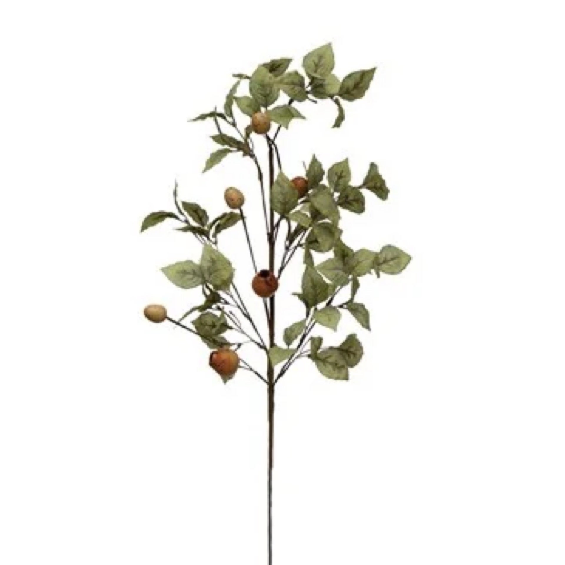 Rose hip stem | Fiddler Creek
