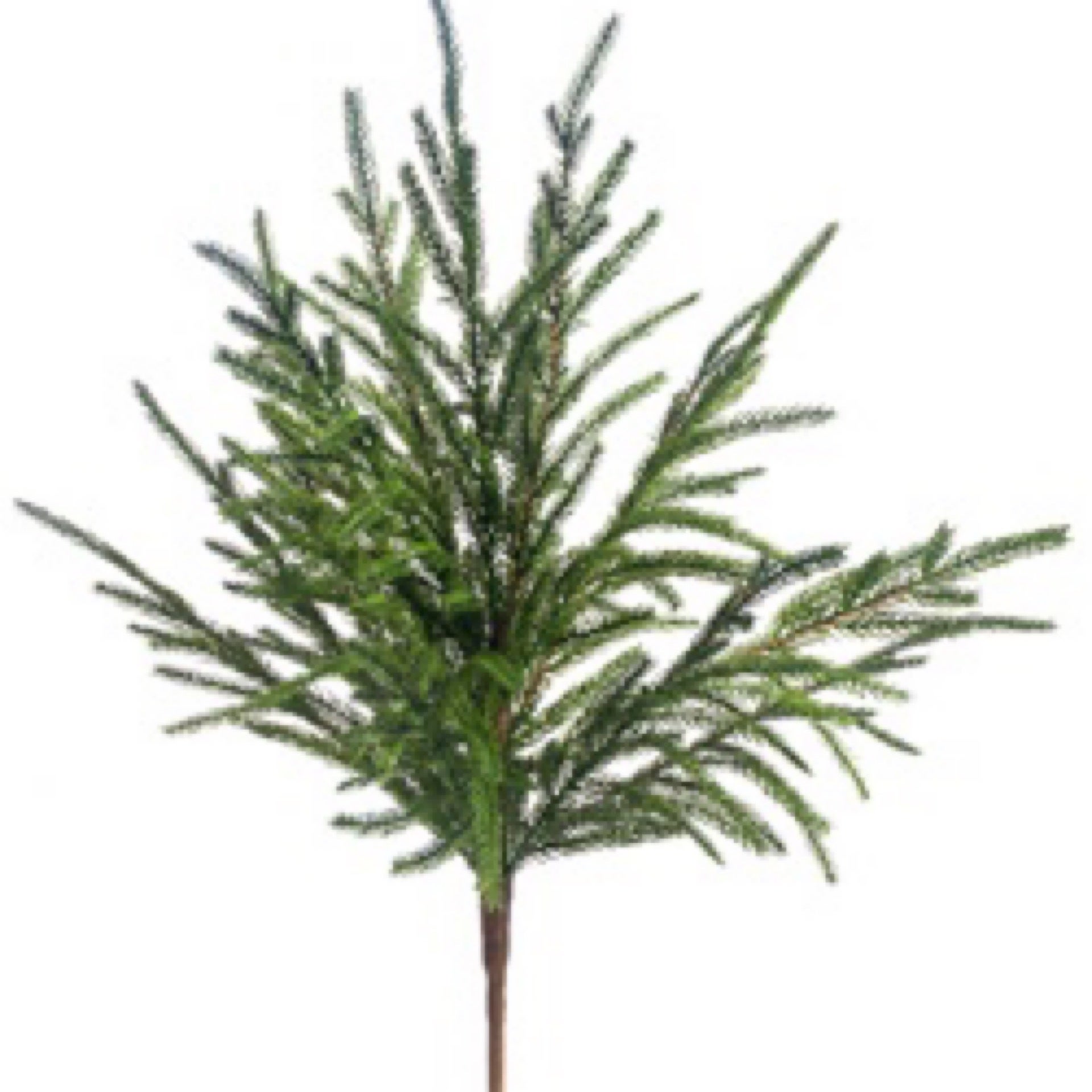 Austrian Pine Bush Fiddler Creek